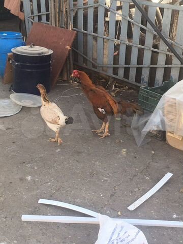 Петух и Курица Турки