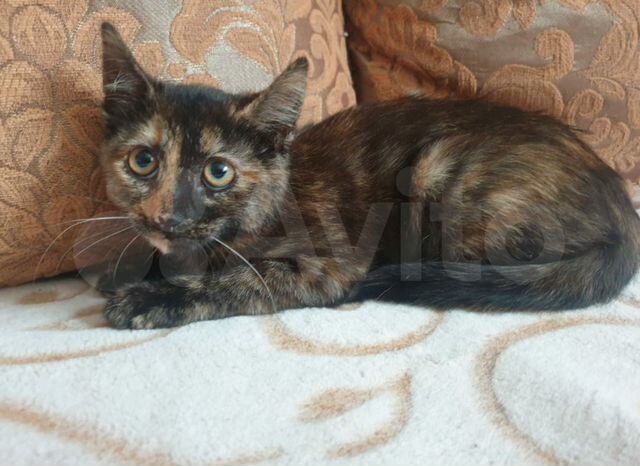 Молодая киса Ниточка