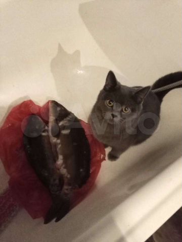 Котик на вязку