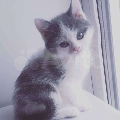 Котенок Туся 1,5 мес