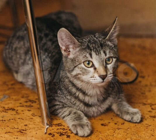 Барсик ищет любящую семью, 6 месяцев