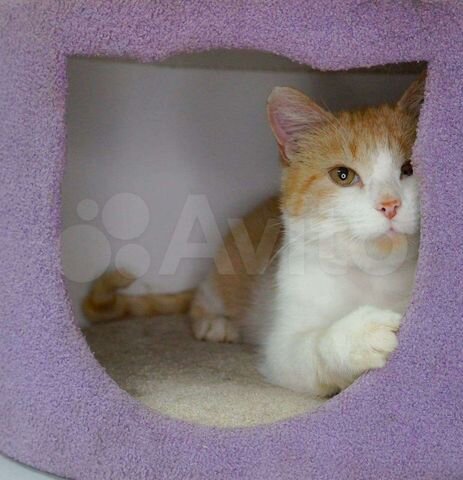 Рыжий котик