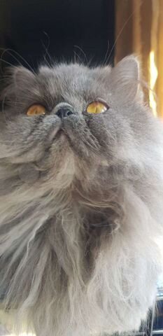 Персидская кошка 1,5года привита стерилизованная