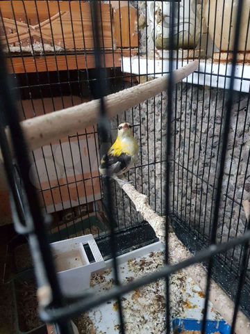 Клёст, снигирь, канарейка и другие