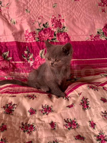 Малышка перс