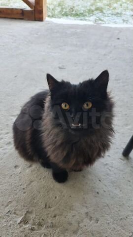 Котик, 8 мес