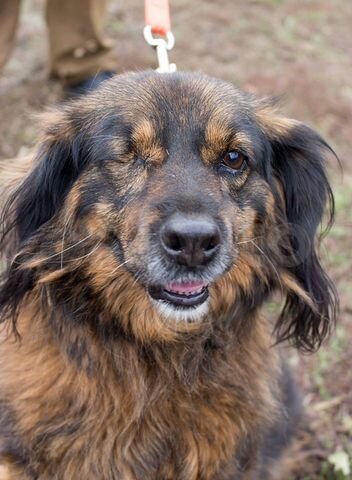 Собачка-инвалид ищет дом