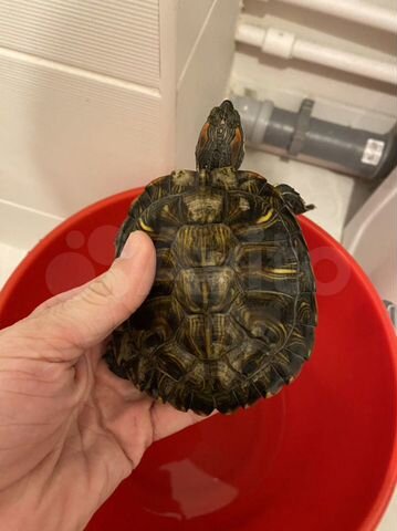 Черепаха красноухая